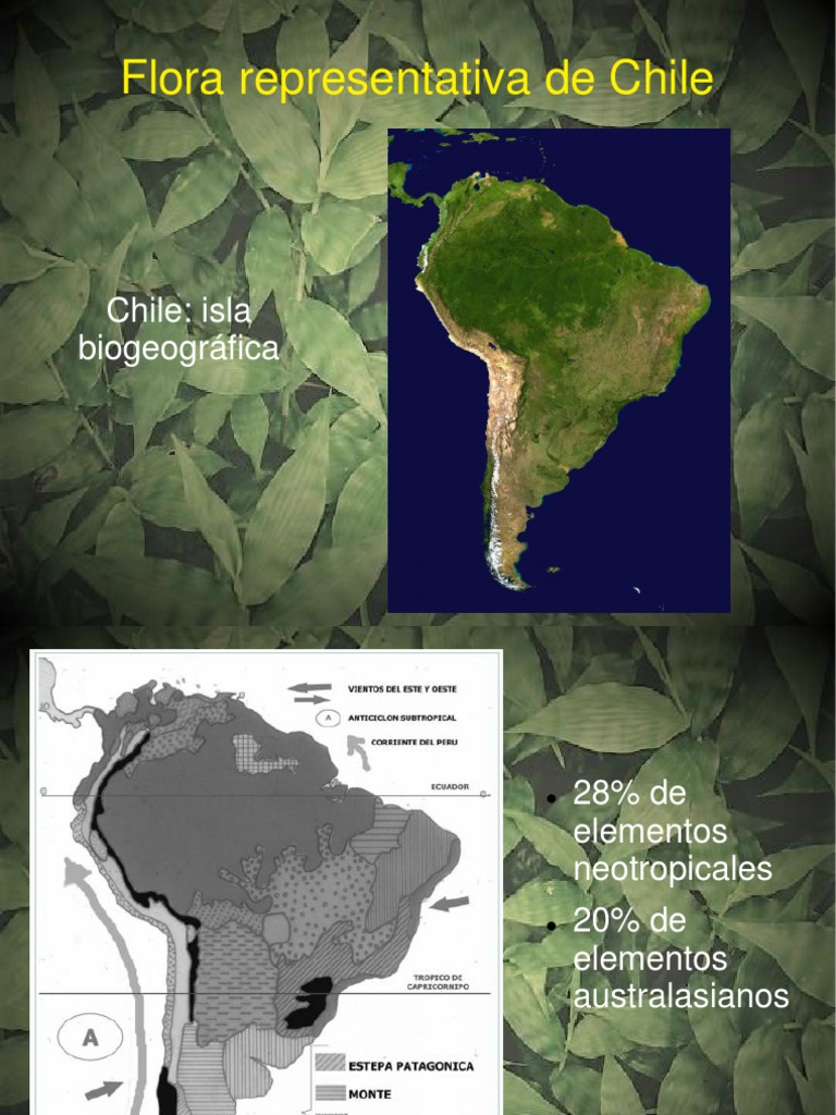 Flora Nativa de Chile | PDF | Botánica | Arboles