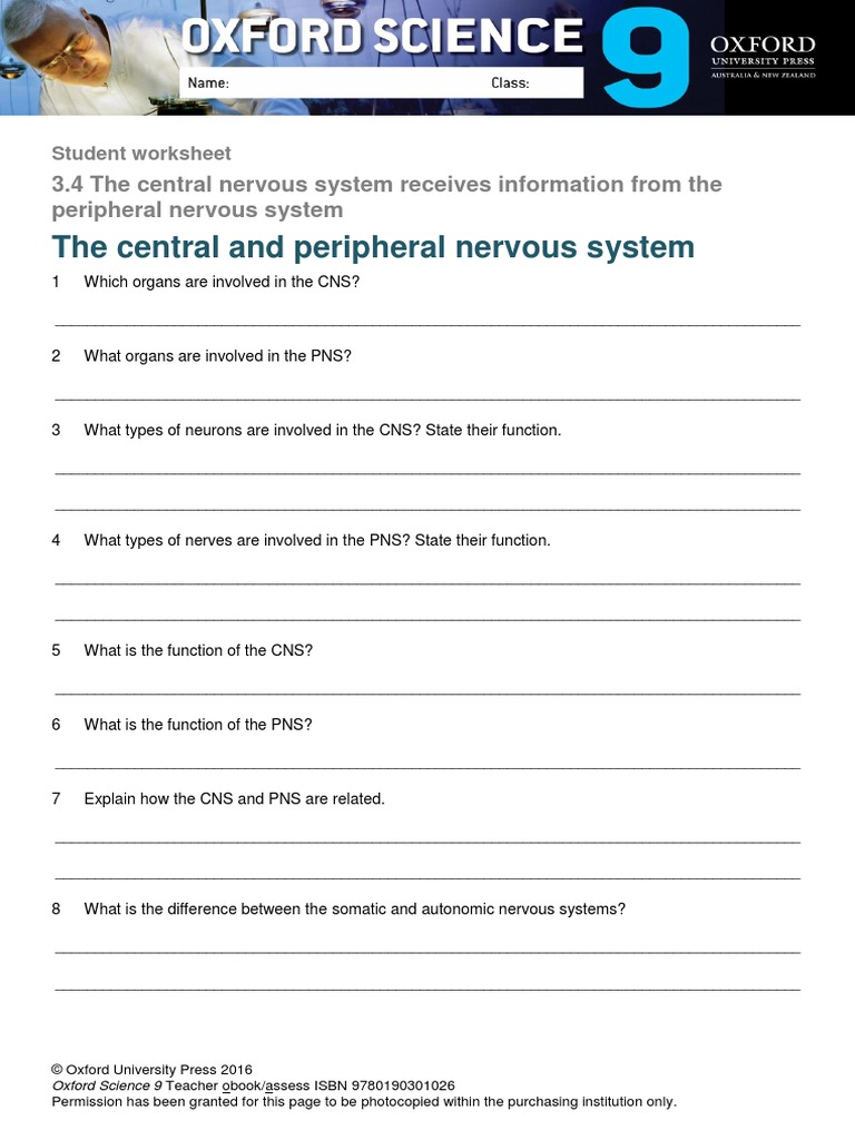 Peripheral Nervous System Worksheet | PDF | Central Nervous System ...