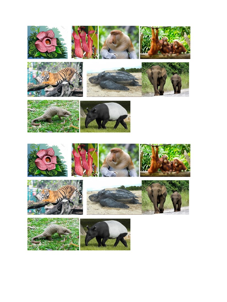 Spesies Endemik | PDF