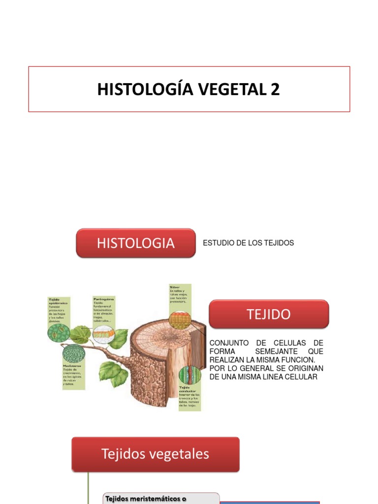 Semana 5 Histología Vegetal 2 | PDF