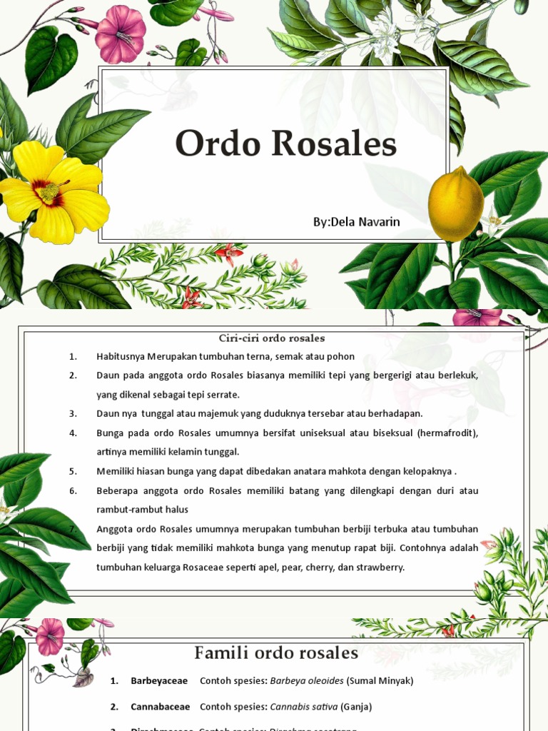 Ordo Rosales by DELA NAVARIN | PDF