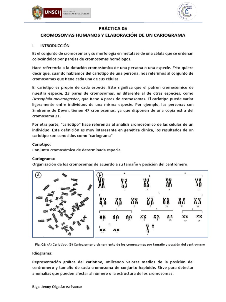 P - 5 Cariograma | PDF | Cromosoma | Cariotipo