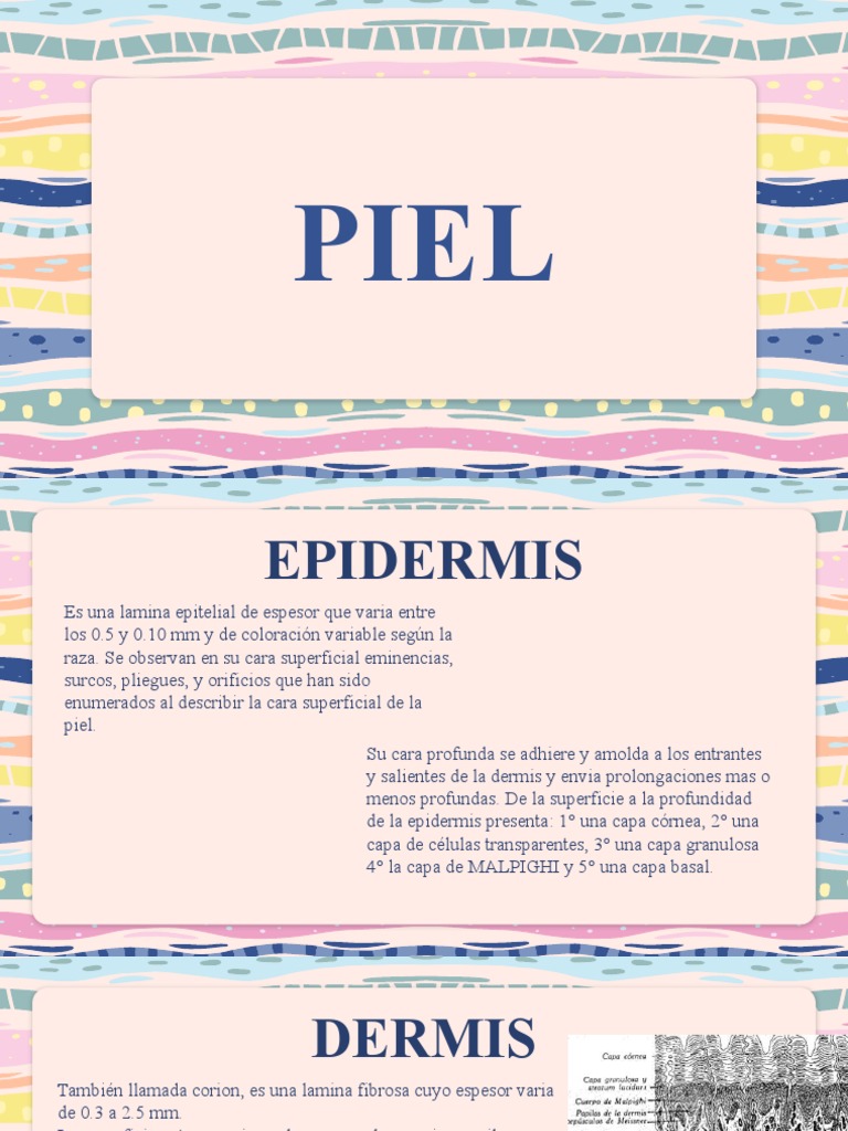 Piel | PDF | Piel | Epidermis