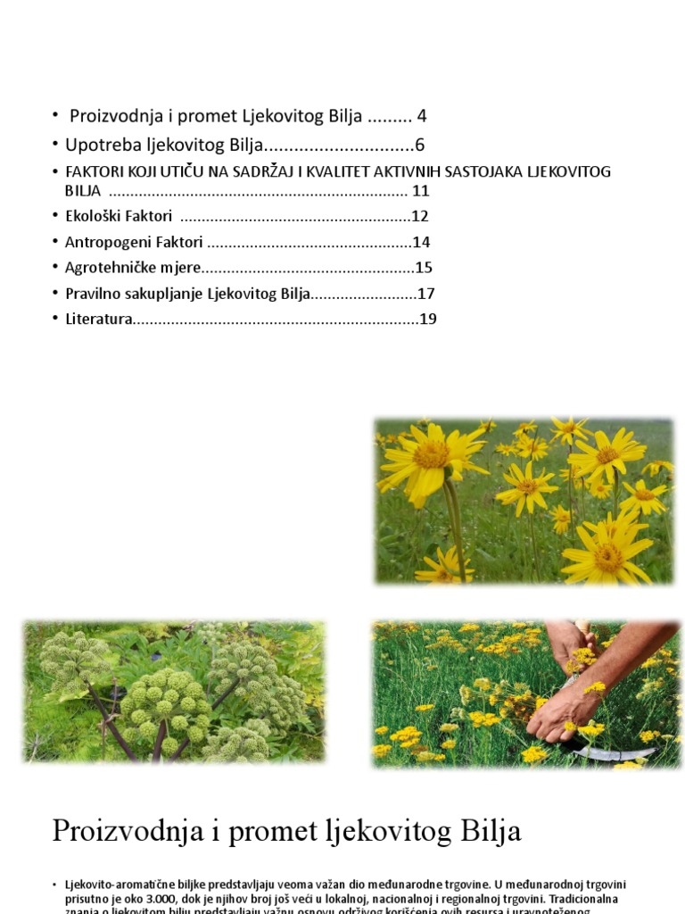 Savremena Proizvodnja Ljekovitog I Aromatičnog Bilja Nikola Mialtović | PDF