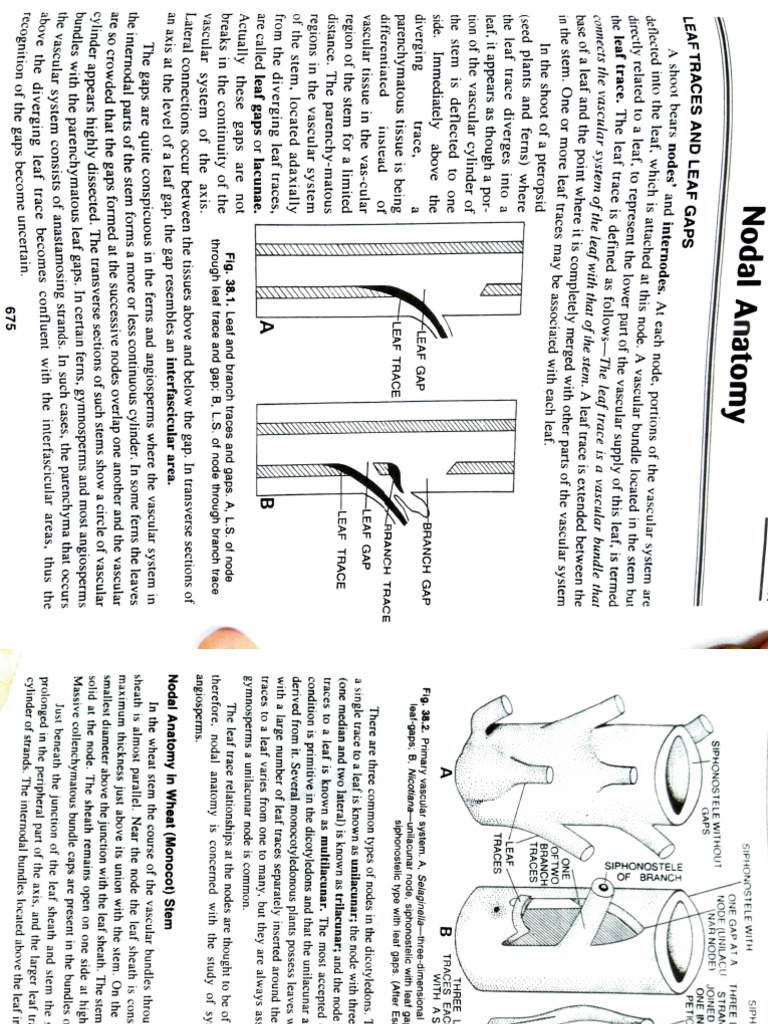 Nodal Anatomy | PDF | Plant Stem | Leaf
