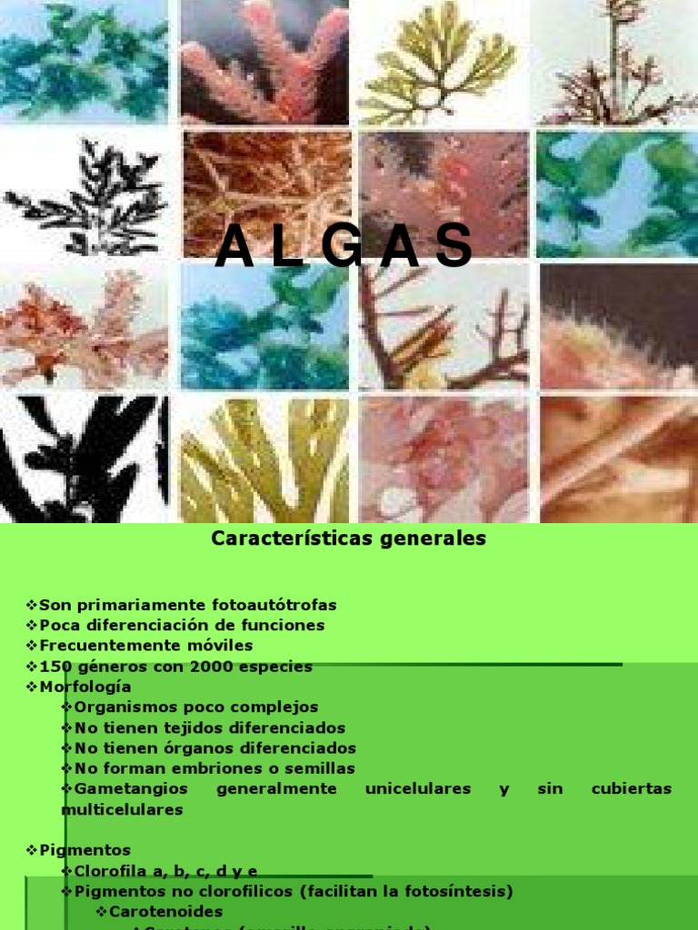 ALGAS | PDF | Algas | Cianobacterias
