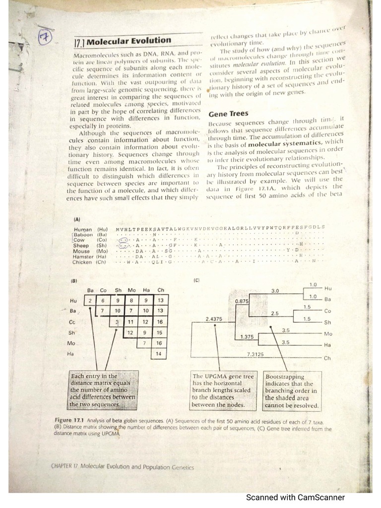 Molecular Evolution | PDF