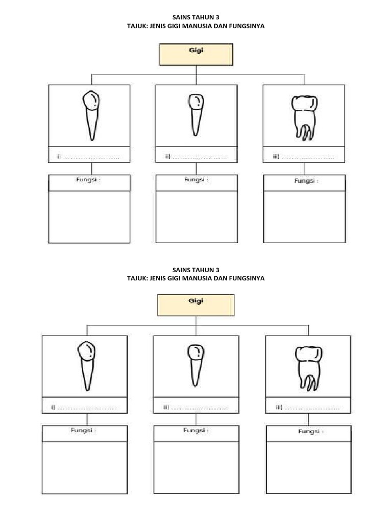 Sains Tahun 3 Jenis Gigi Manusia | PDF