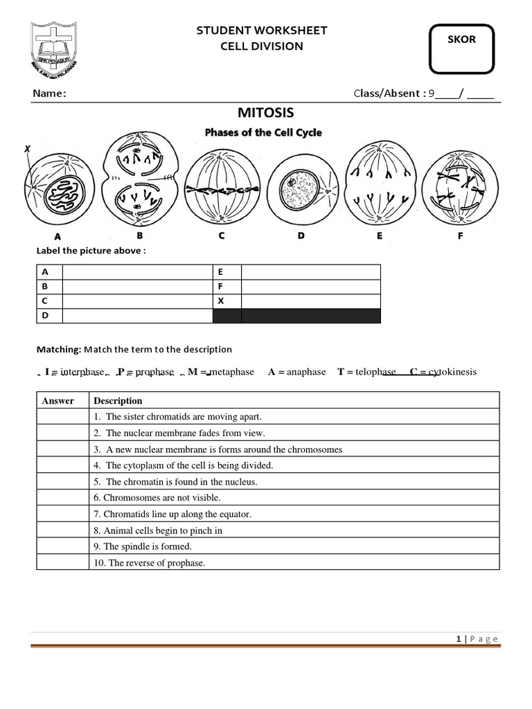 Worksheet 1 - Cell Division | PDF | Meiosis | Mitosis