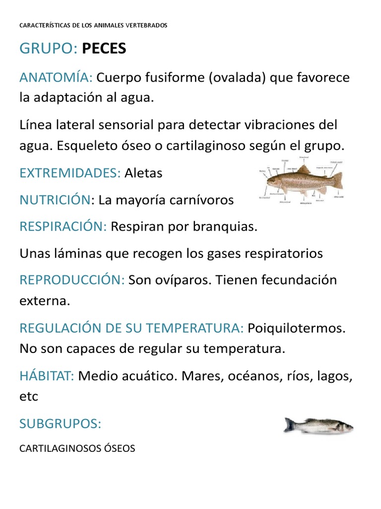 Ficha Peces | PDF