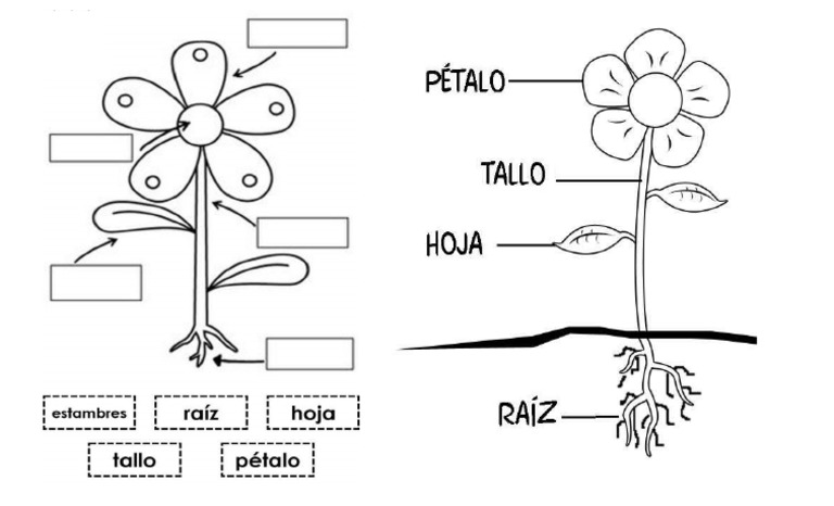Partes de La Planta | PDF