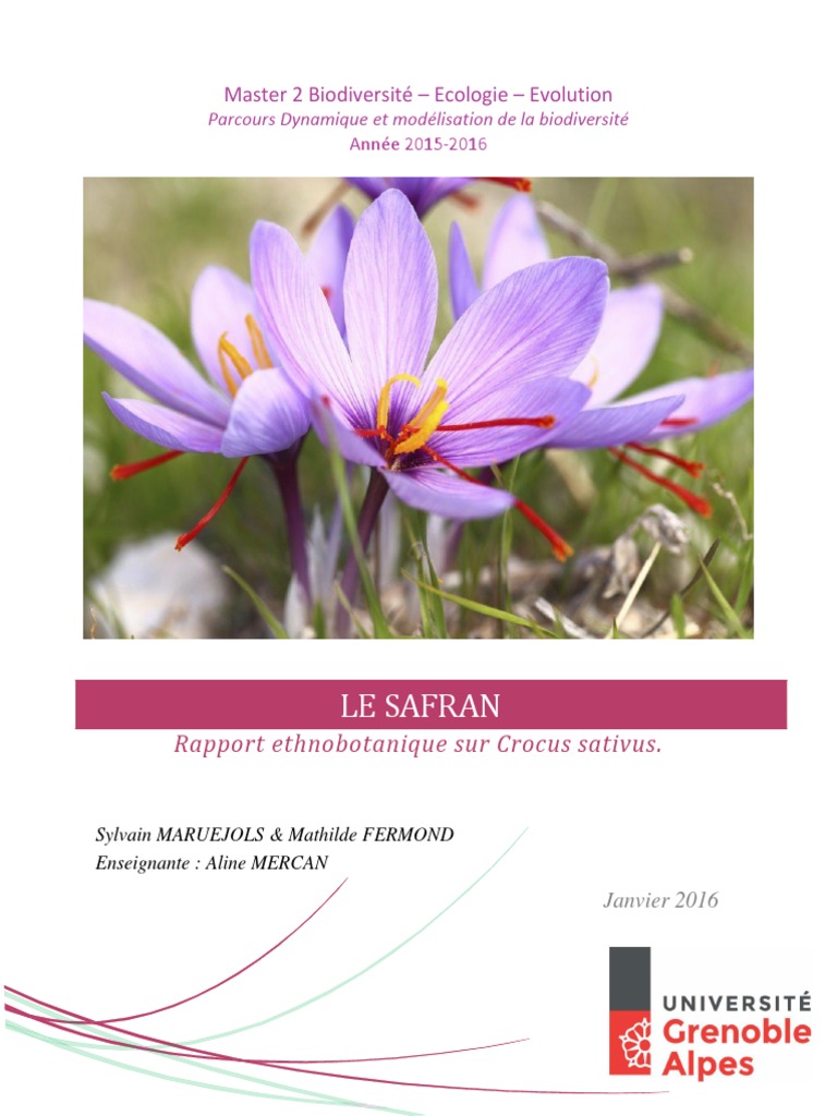 Le Safran: Histoire et Usages | PDF