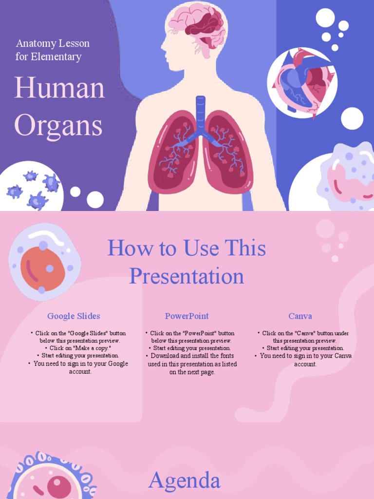 Exploring Human Organs for Kids | PDF