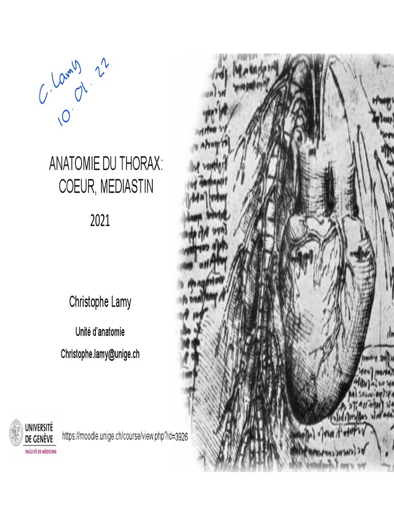 Anatomie du médiastin et du cœur | PDF