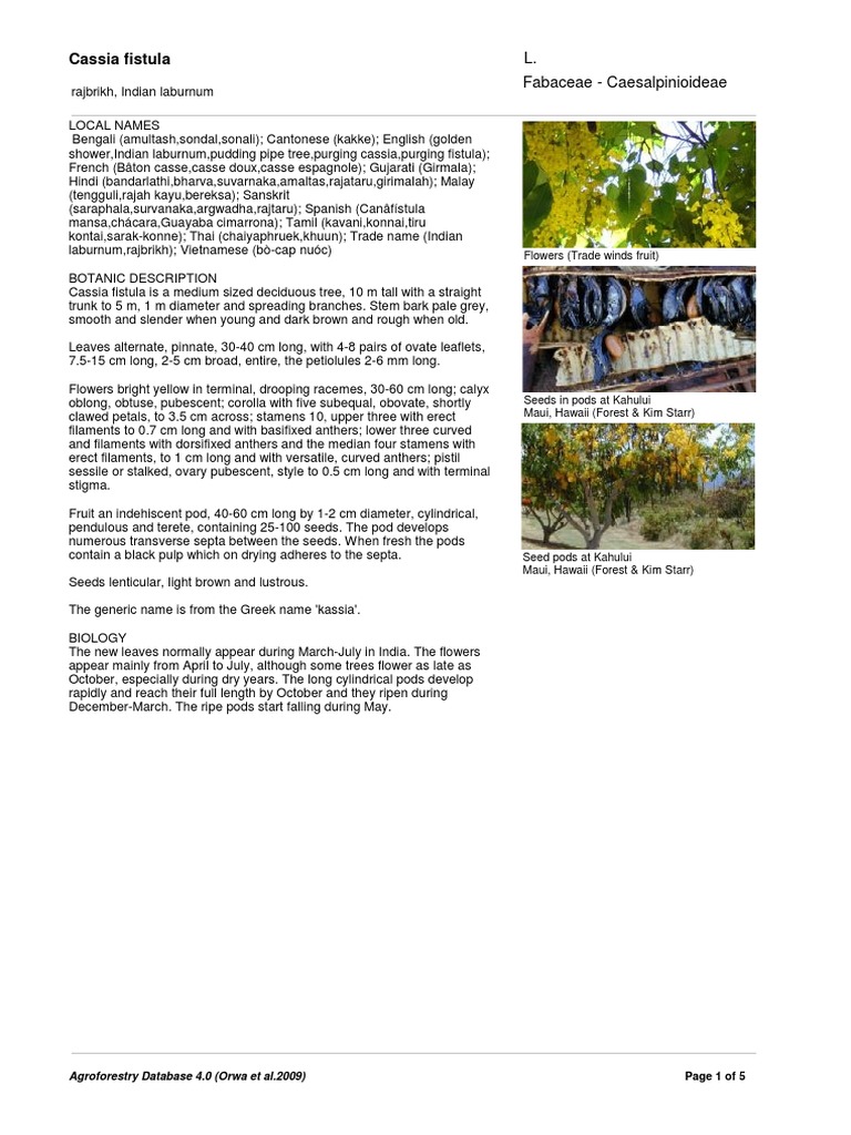 Billa | PDF | Trees | Plants