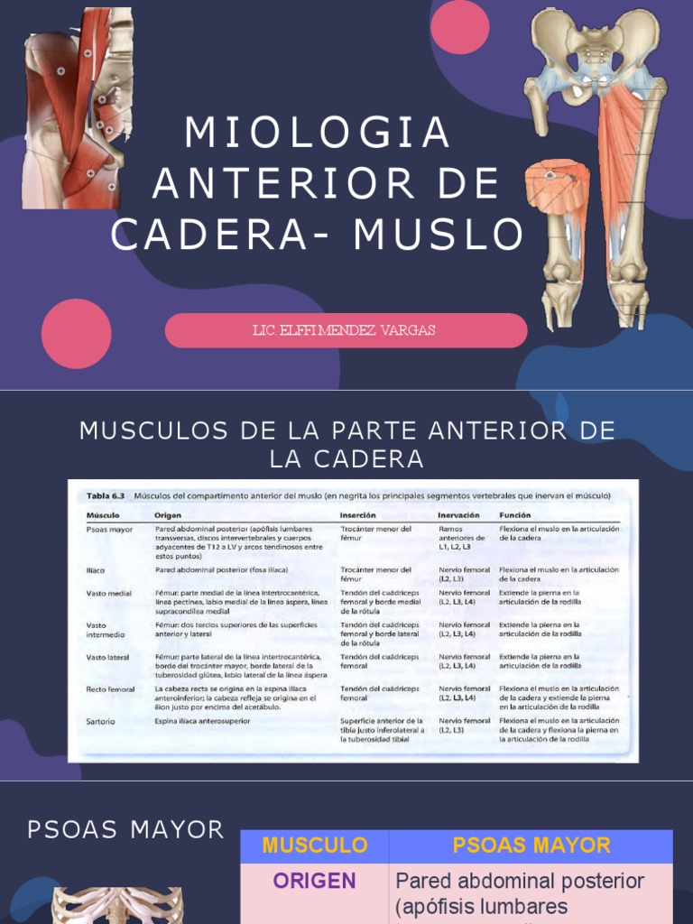 Miologia Cadera y Muslo PDF | PDF | Cadera | Tejido suave