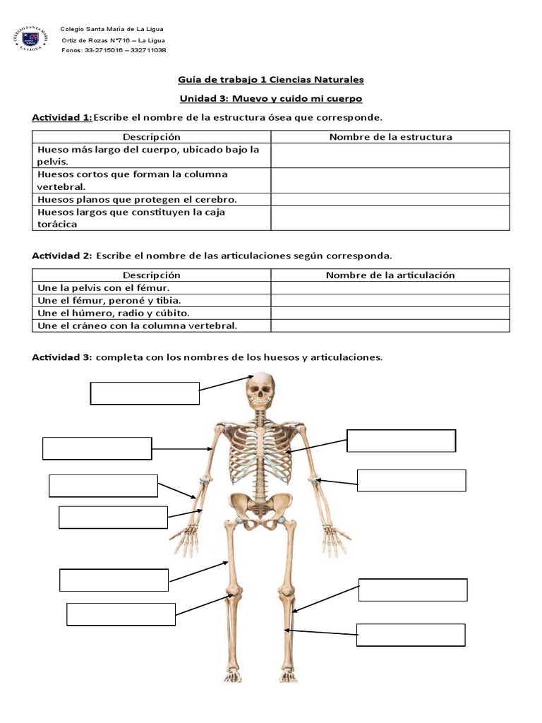 Guía 1 Sistema Esquelético | PDF
