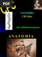 Ángulo de Louis | PDF | Tórax | Anatomía humana