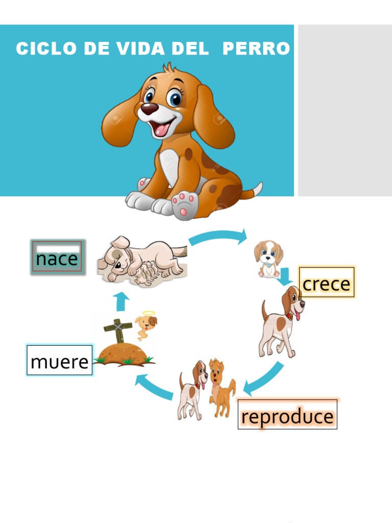 Ciclo de Vida Del Perro | PDF