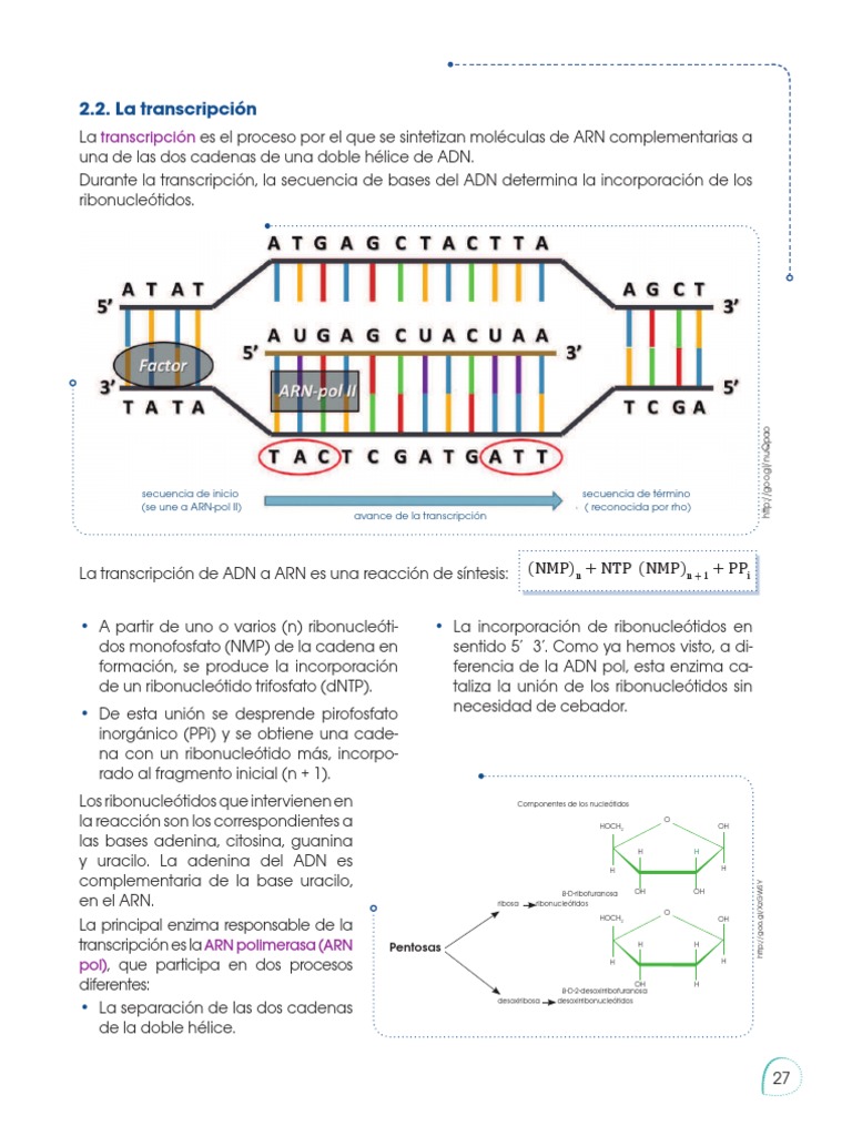Proceso de Transcripción | PDF