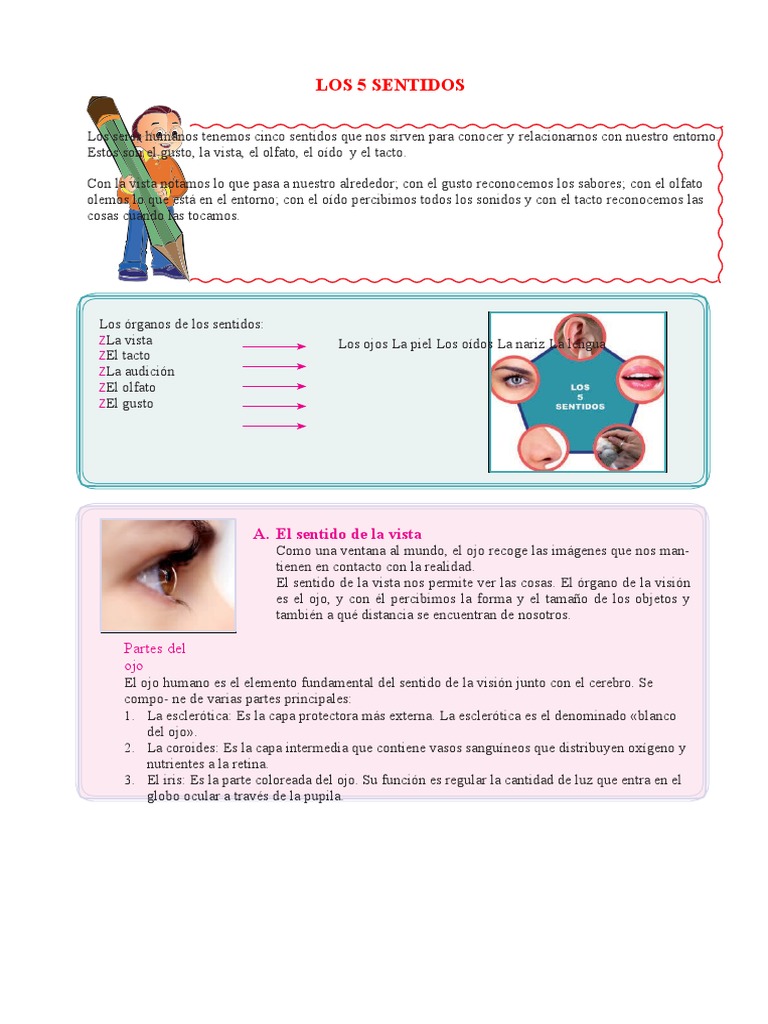 Los-5-Sentidos-para-Quinto-de-Primaria | PDF