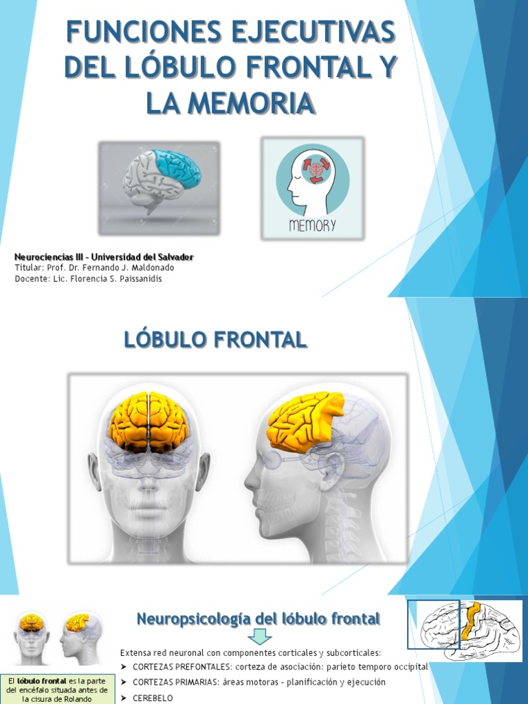 Funciones Ejecutivas Del Lóbulo Frontal Y La Memoria Pdf Memoria