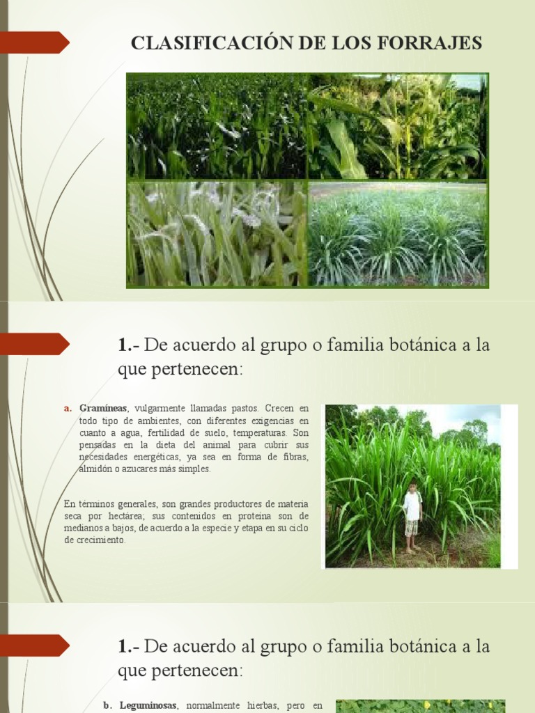 CLASIFICACIÓN 1 DE LOS FORRAJES Zot 2 2021 Exp | PDF