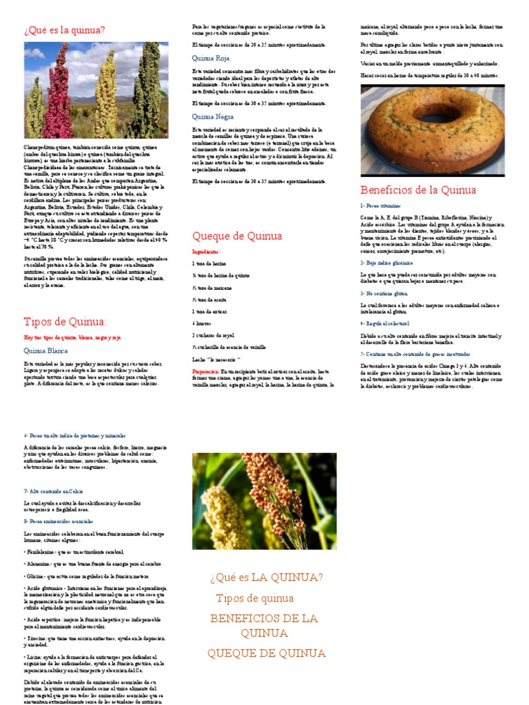 Beneficios y tipos de quinua nutricional | PDF | Quinua | Cereales