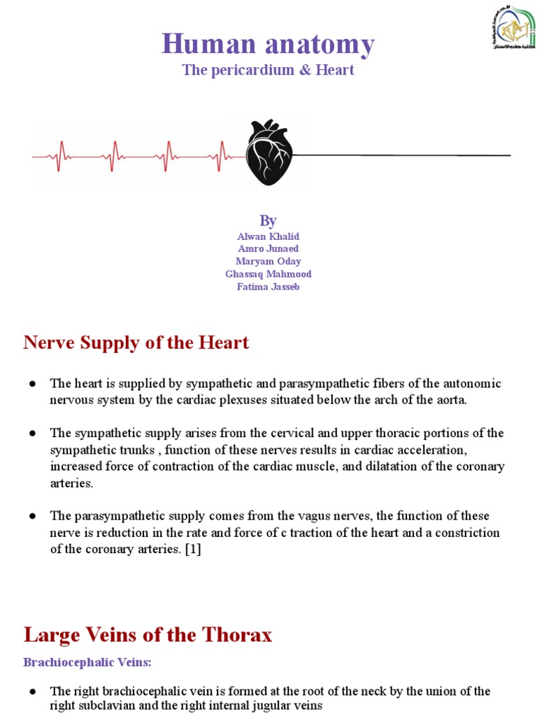 Anatomy Presentation | PDF