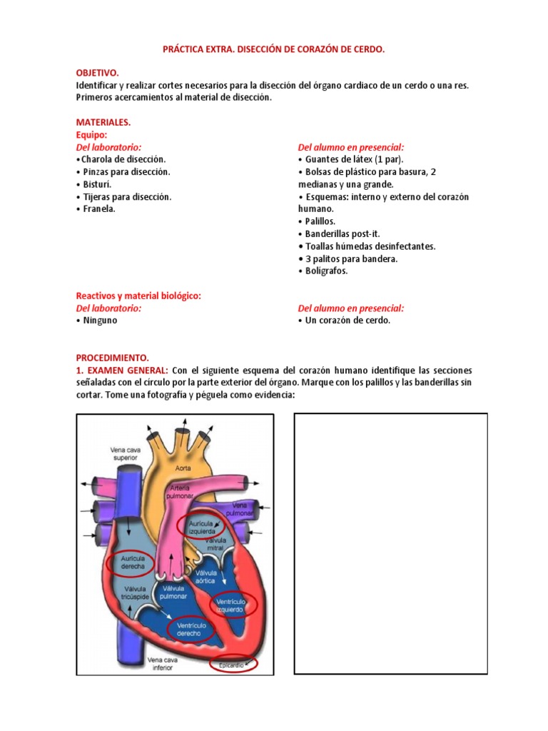 Hoja De Trabajo De Disección De Feto De Cerdo Primerizas: Tips Para