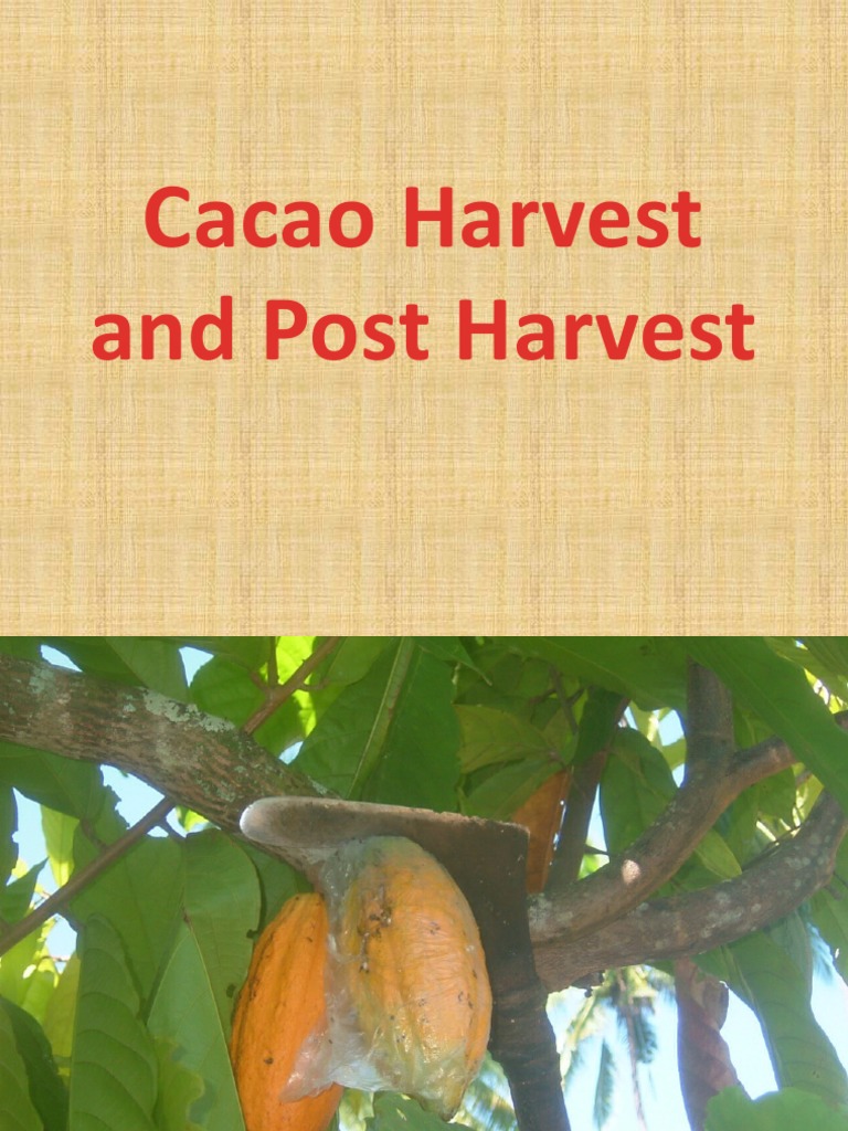 Cacao Harvest and Post Harvest | PDF