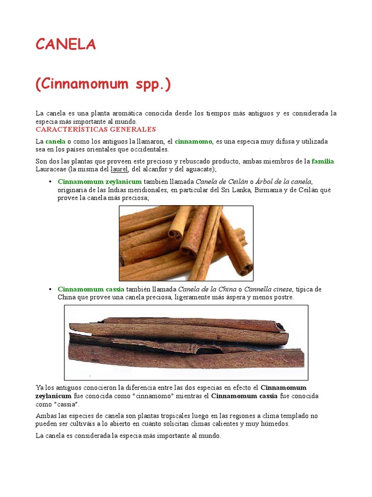 Características y usos de la canela | PDF | Ciencia y matemáticas