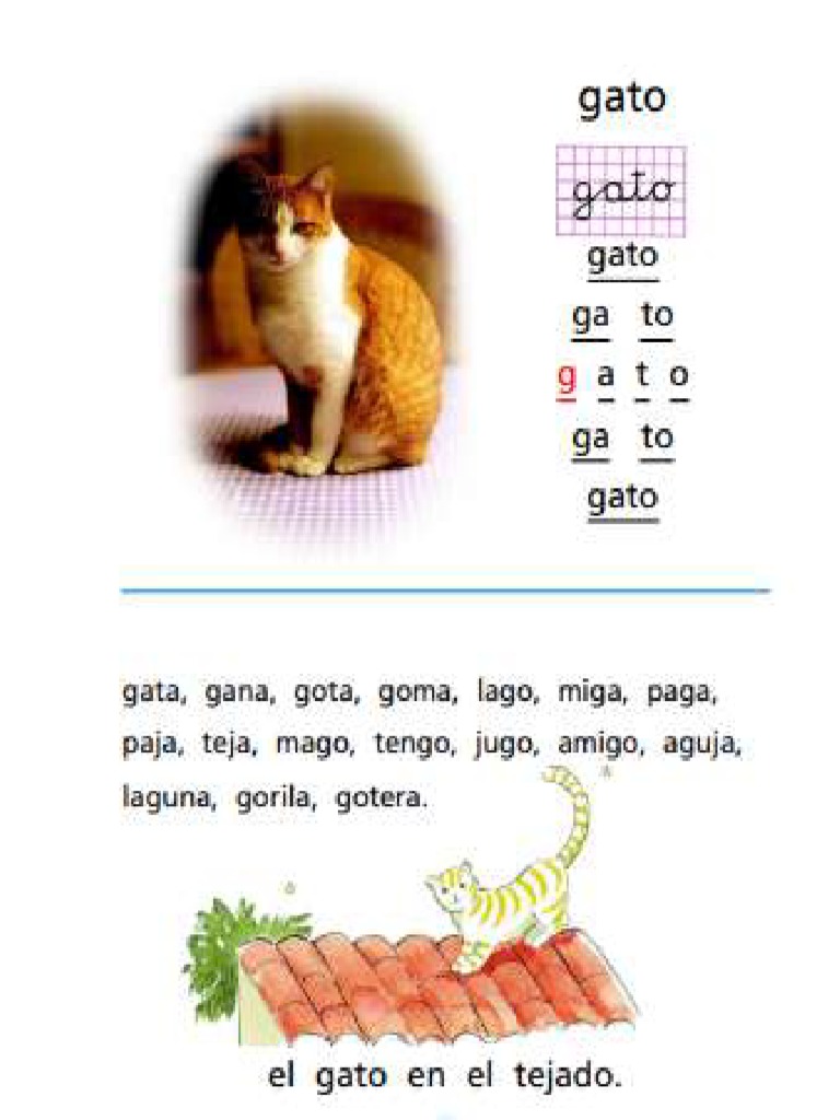 Lección gato 1°Básico | PDF