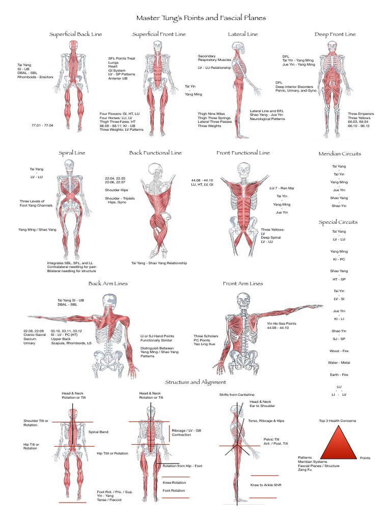 MT Fascia Poster 2 Final Importante | PDF | Anatomy | Musculoskeletal ...