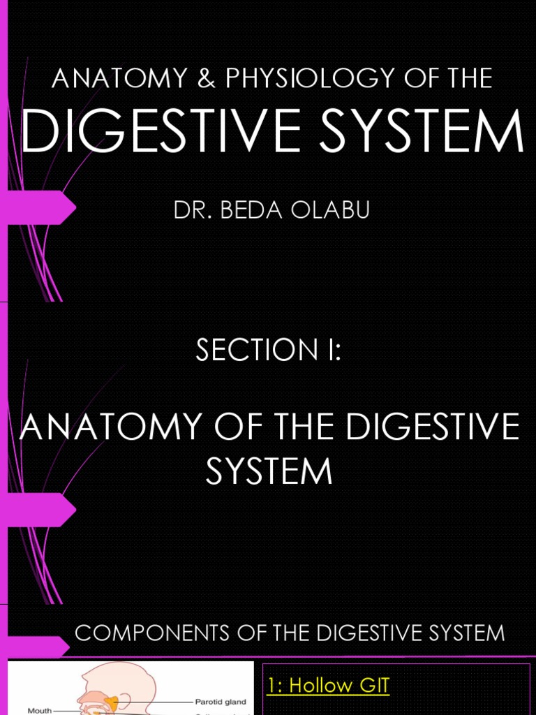 15b - Digestive System Anatomy and Physiology Series | PDF | Pancreas ...
