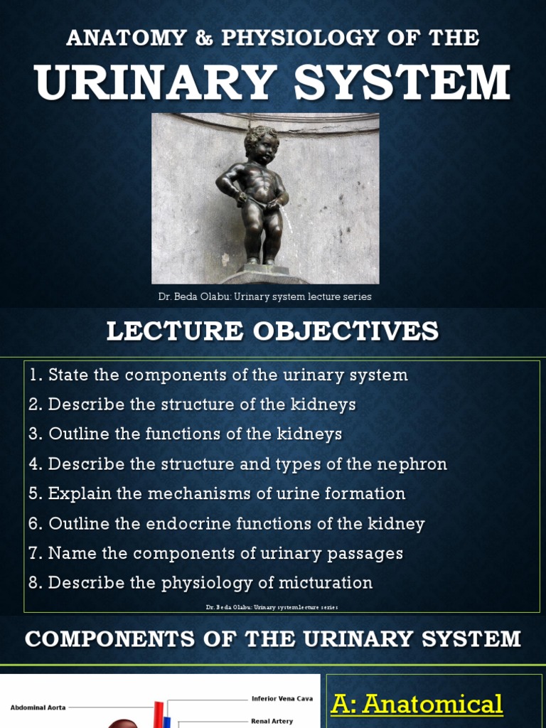 16 - Urinary System Anatomy and Physiology | PDF