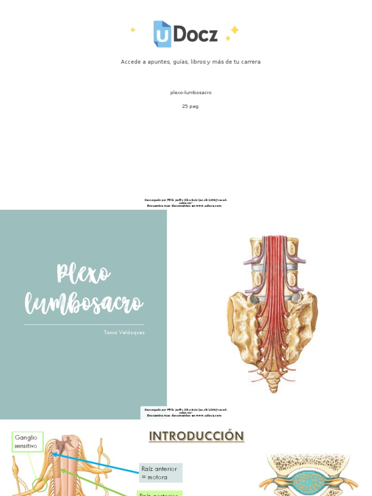 Plexo Lumbosacro 71587 Downloable 959849 | PDF