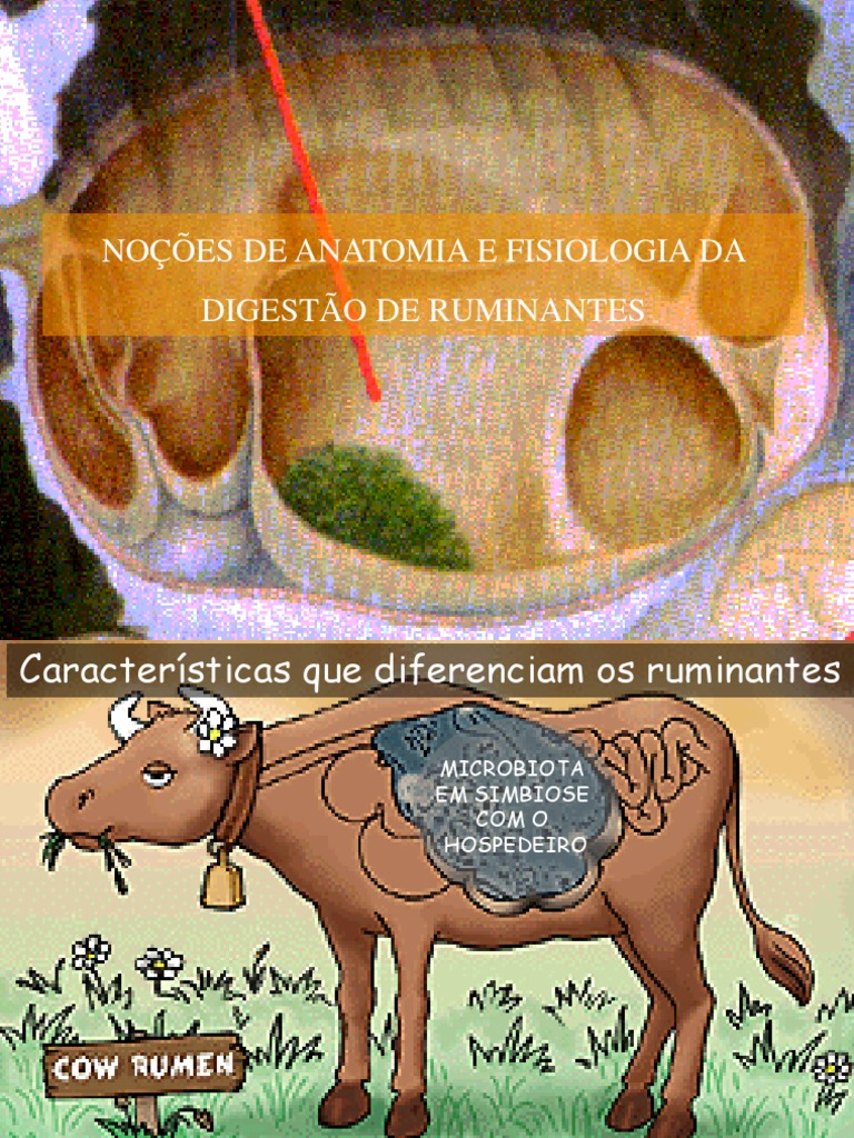 Slides Da Aula 4 - Particularidades Da Digestão de Ruminantes | PDF ...