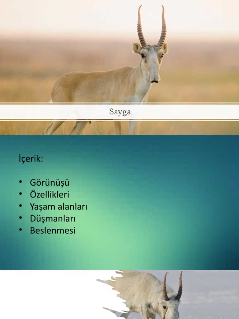 Sayga | PDF