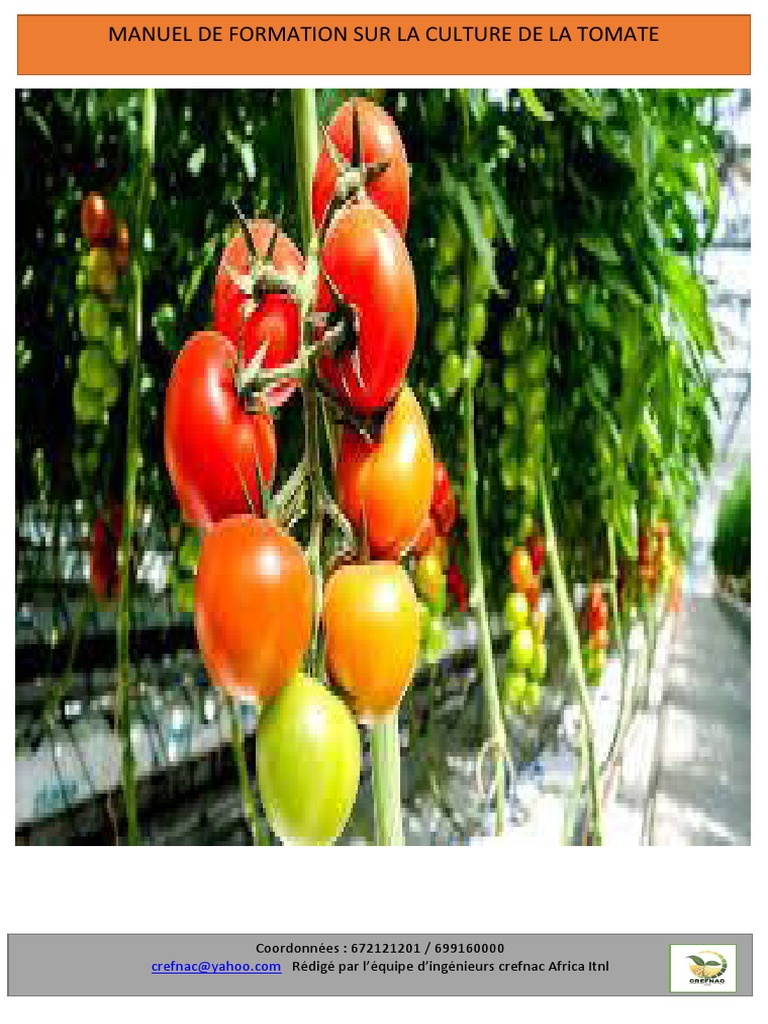 Fiche Technique Culture de La Tomate | PDF