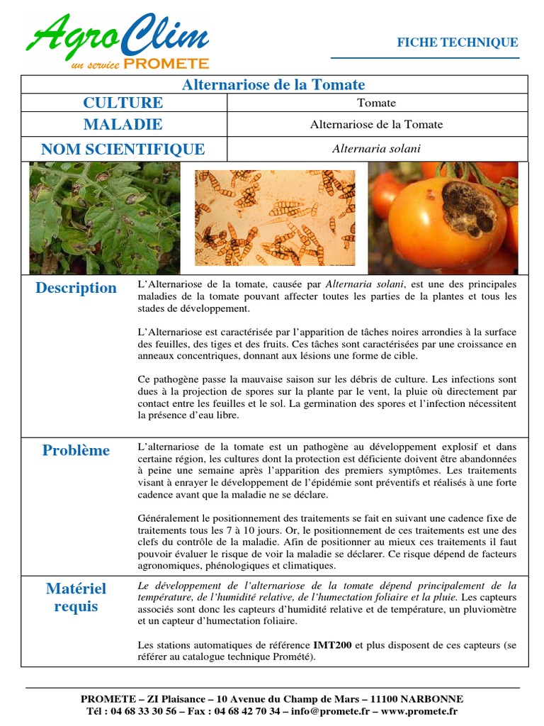 Fiche Tomate - Alternaria | PDF