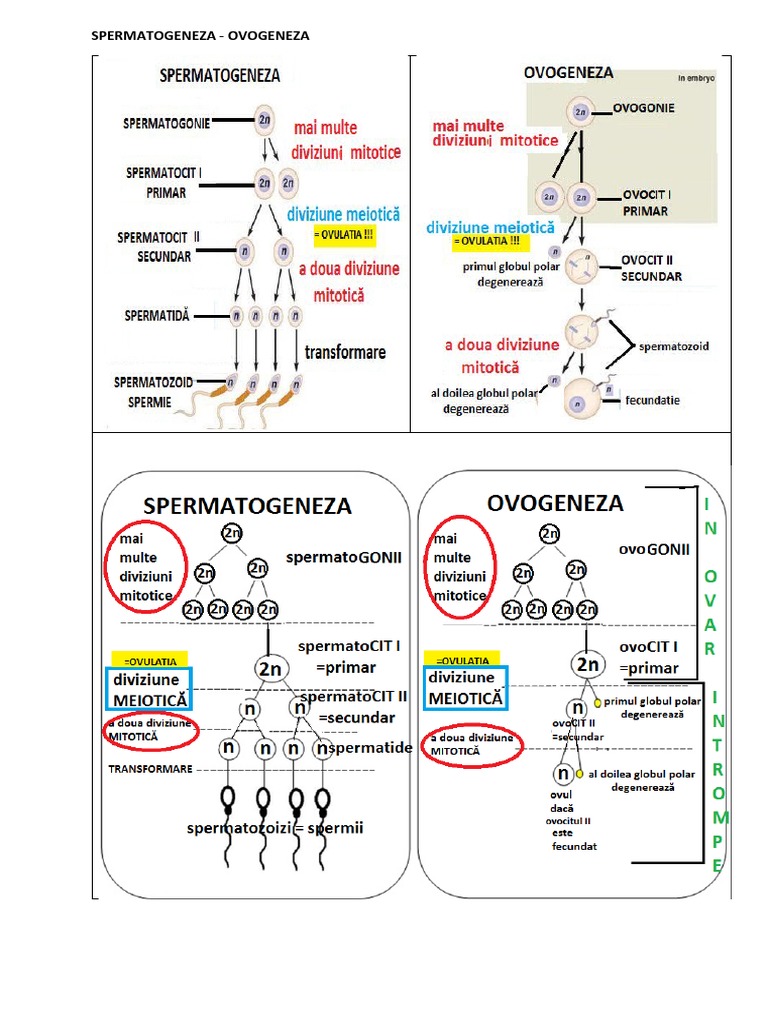 spermatogeneza - ovogeneza | PDF