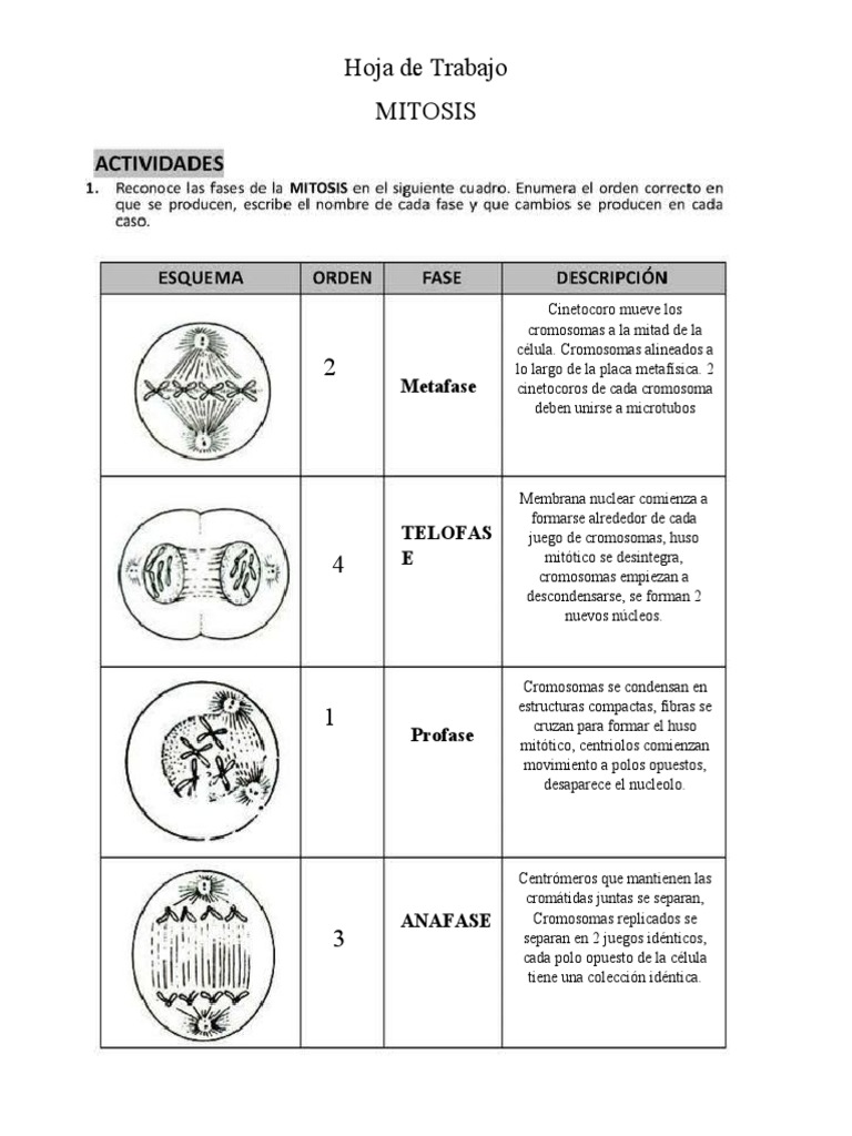 Hoja De Trabajo De Mitosis Y Respuestas De Identificación De Diagramas