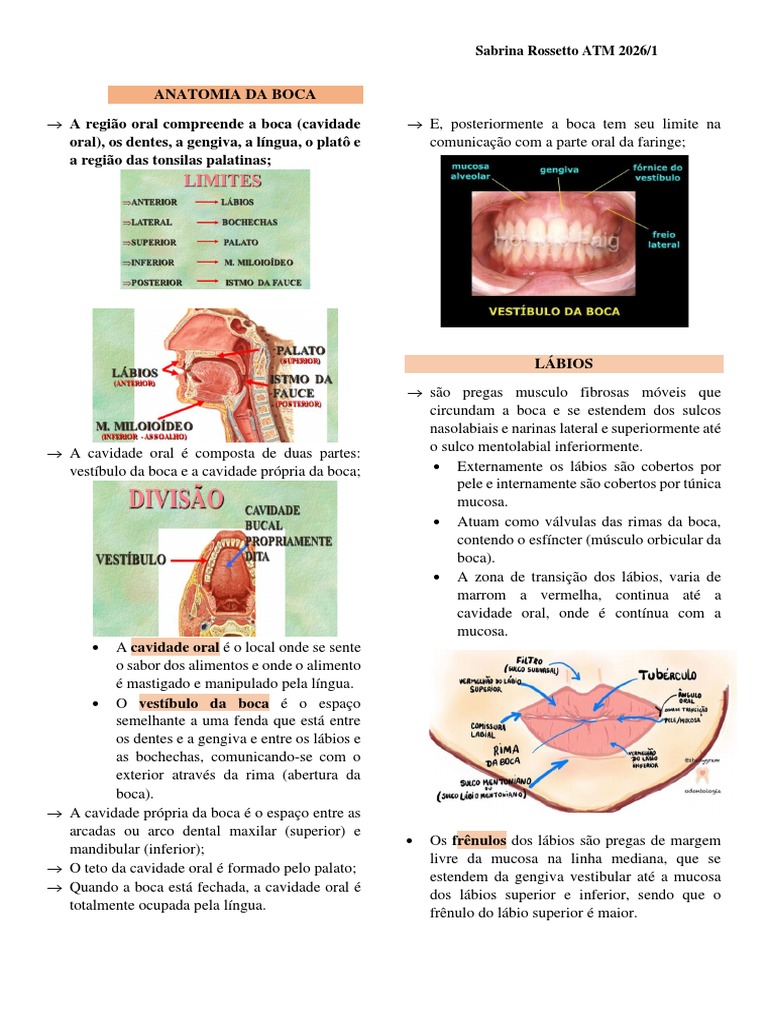 Anatomia Da Boca | PDF