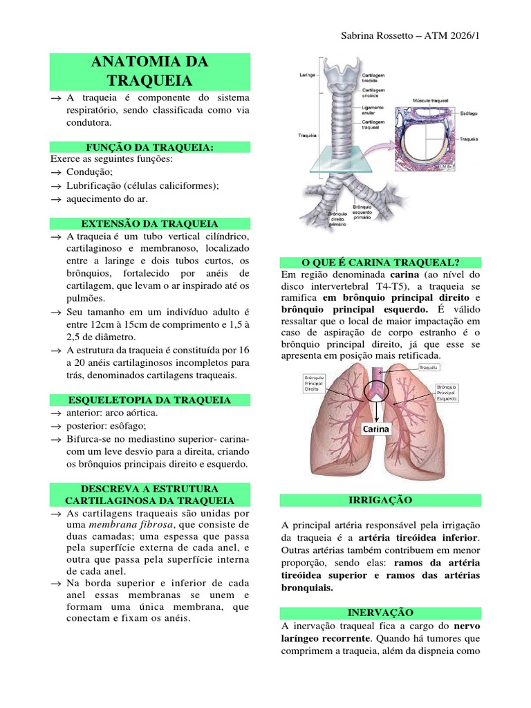Anatomia e Funções da Traqueia | PDF