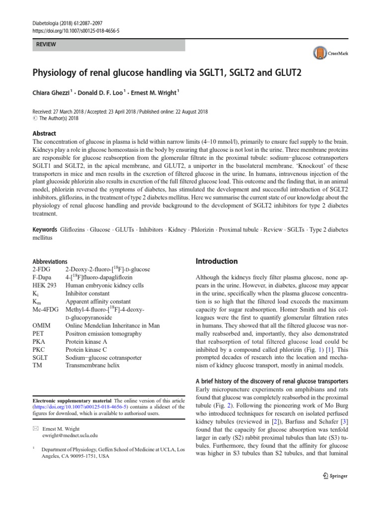 Physiology of Renal Glucose Handling Via SGLT1, SGLT2 and GLUT2 | PDF
