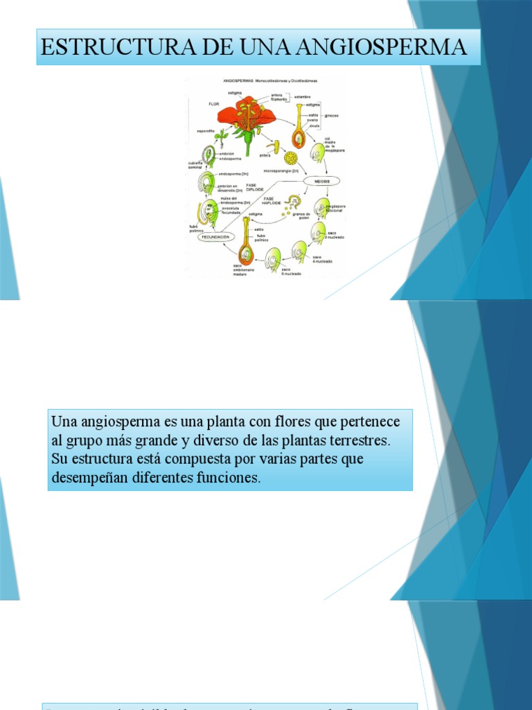 ESTRUCTURA DE UNA ANGIOSPERMA Nuevo | PDF | Flores | Plantas