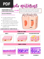 05 Tejidos Epiteliales III Especializaciones Del Dominio Basolateral ...