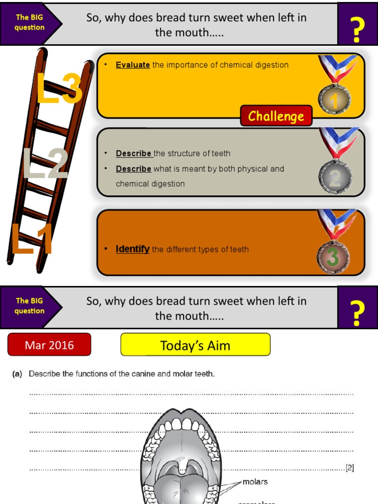 Teeth Types and Digestion Explained | PDF | Tooth | Digestion