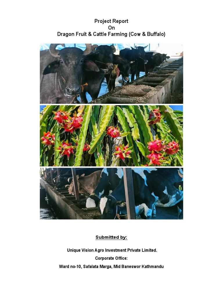 Dragon Fruit & Cattle Farming Project | PDF